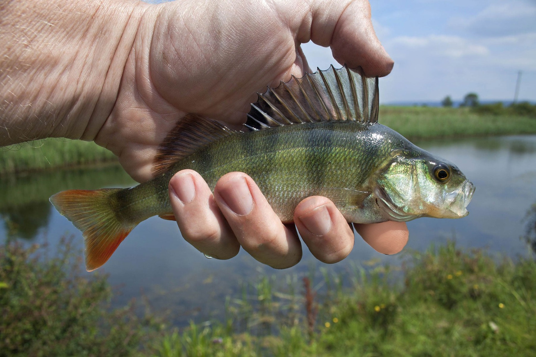 John Backers Hengelsport
